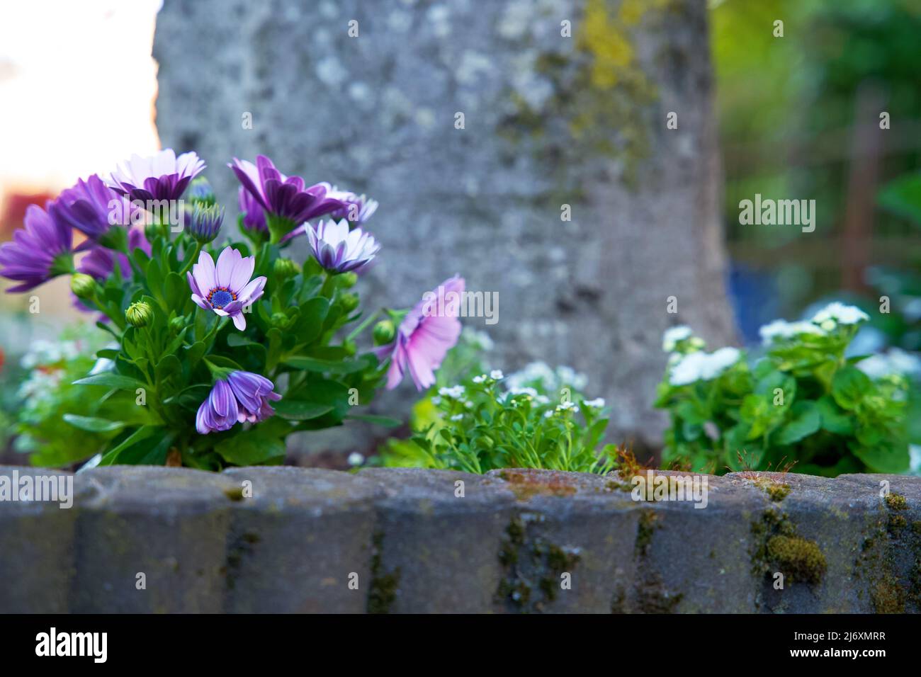 Tiny city gardens around the foot of a tree. Tree trunk garden on ...