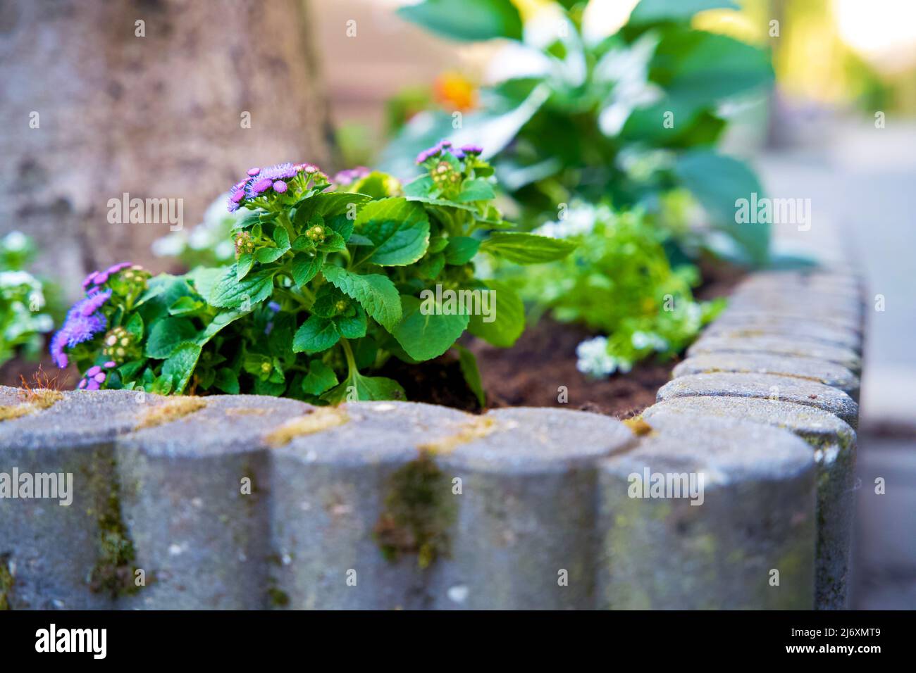 Tiny city gardens around the foot of a tree. Tree trunk garden on ...