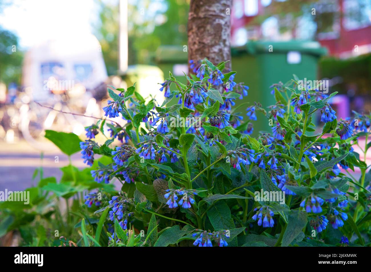 Tiny city gardens around the foot of a tree. Tree trunk garden on ...
