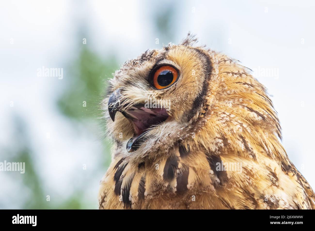 Big headed bird hi-res stock photography and images - Alamy