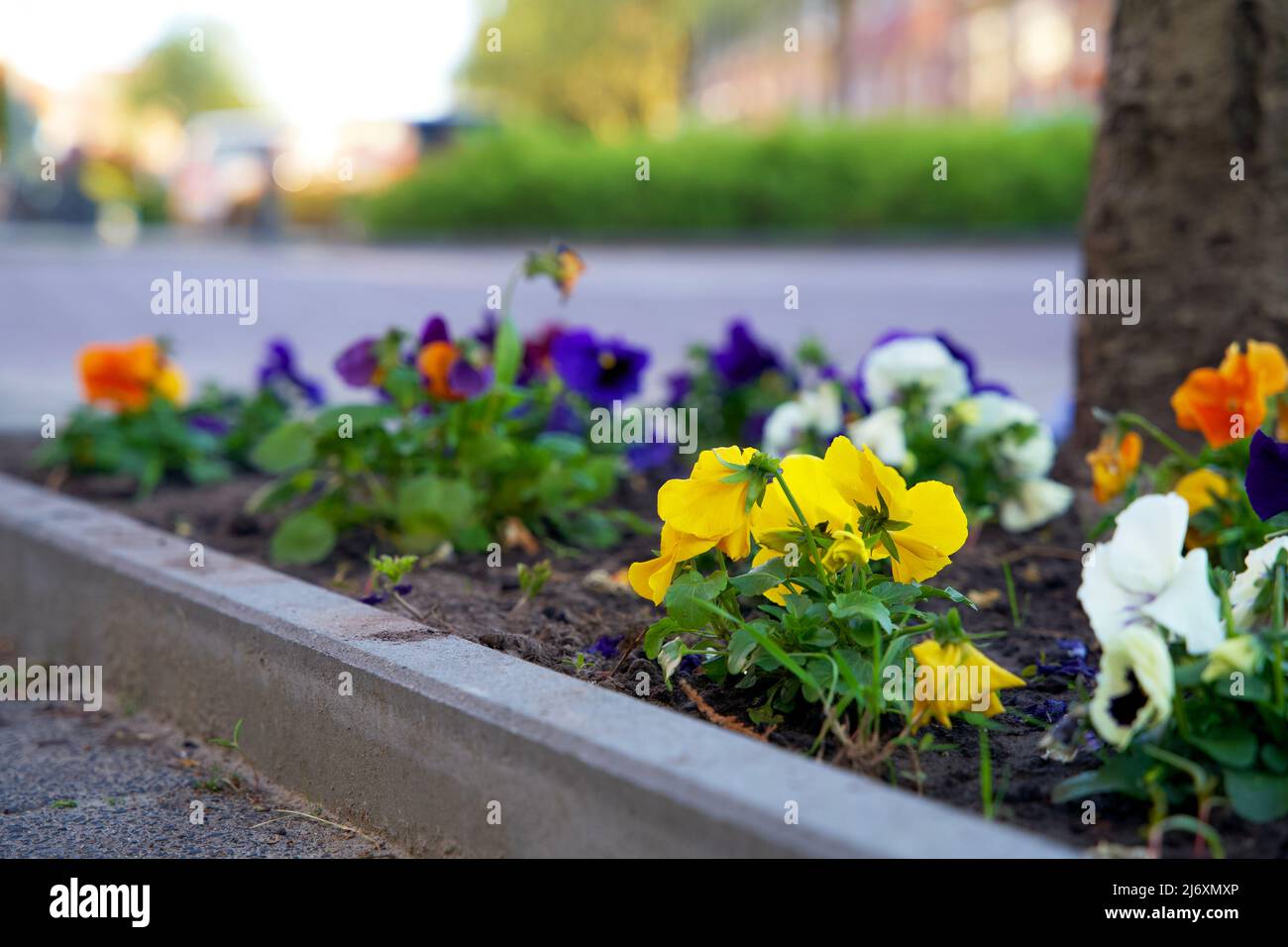 Tiny city gardens around the foot of a tree. Tree trunk garden on ...