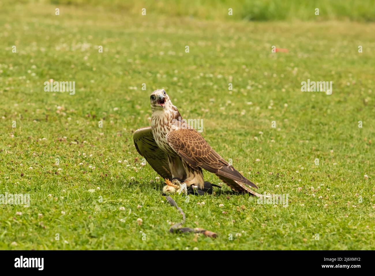 Raroh hi-res stock photography and images - Alamy