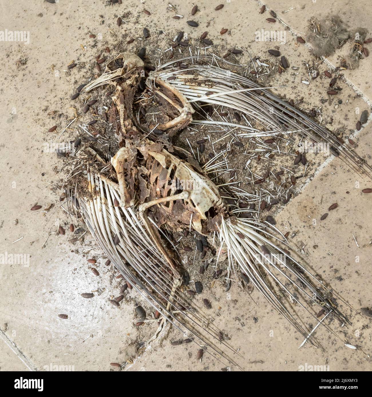 Dead bird and rotting carcas. Animal remains, fur, bones and skulls ...