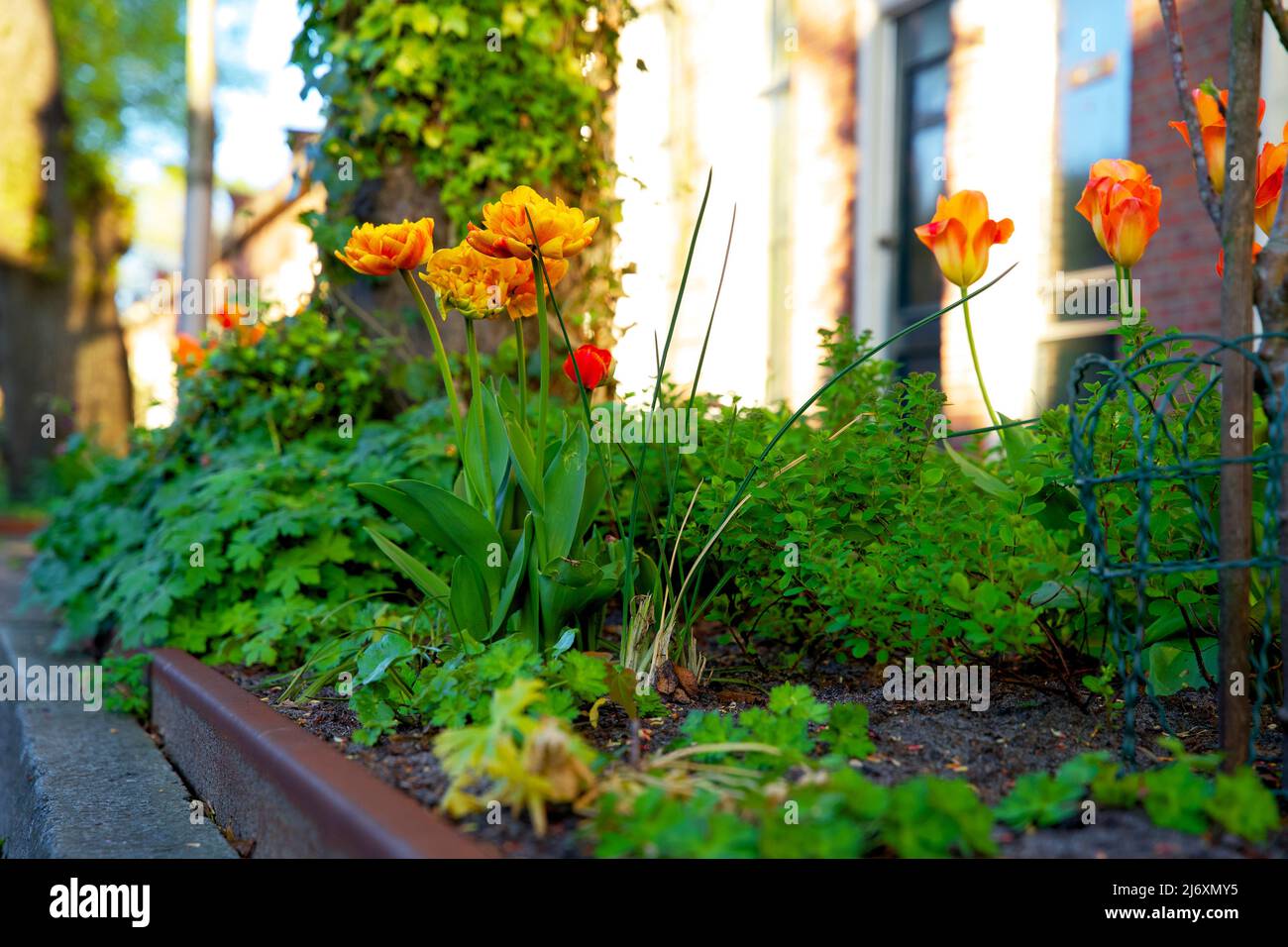 Tiny city gardens around the foot of a tree. Tree trunk garden on ...