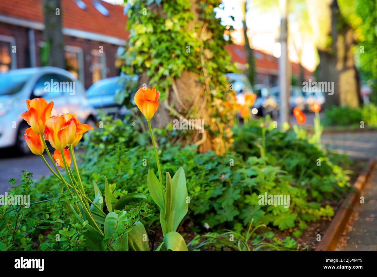 Tiny city gardens around the foot of a tree. Tree trunk garden on ...