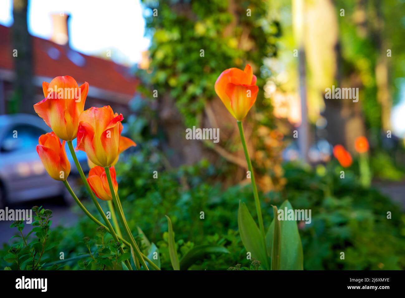 Tiny city gardens around the foot of a tree. Tree trunk garden on ...