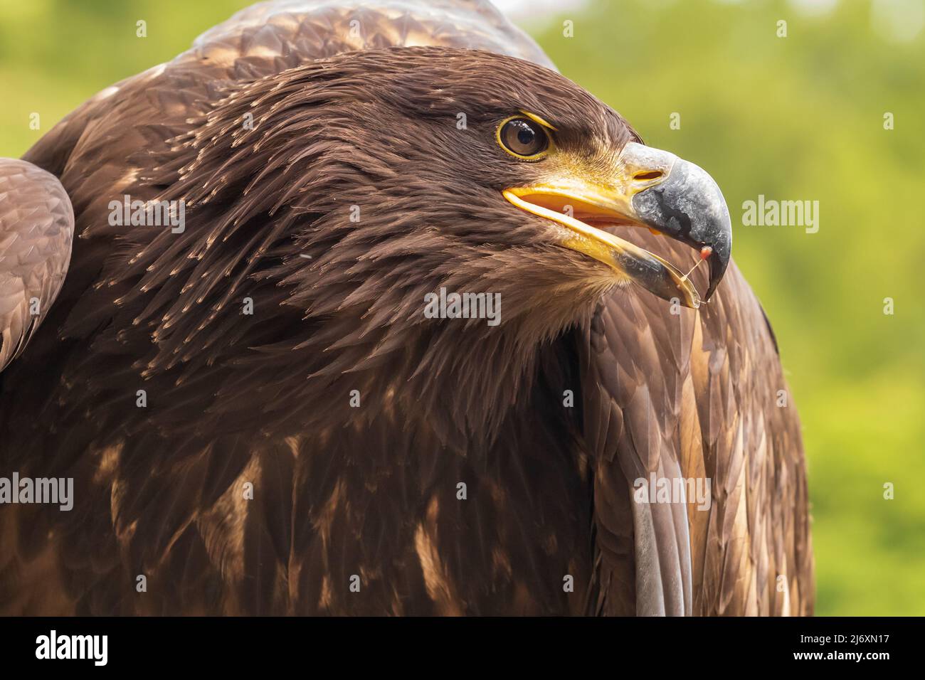 Portrait of a young bald eagle with an open beak Stock Photo - Alamy