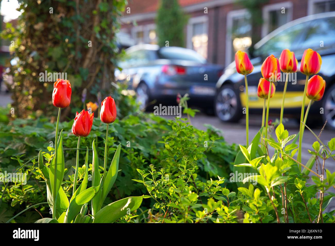 Tiny city gardens around the foot of a tree. Tree trunk garden on ...