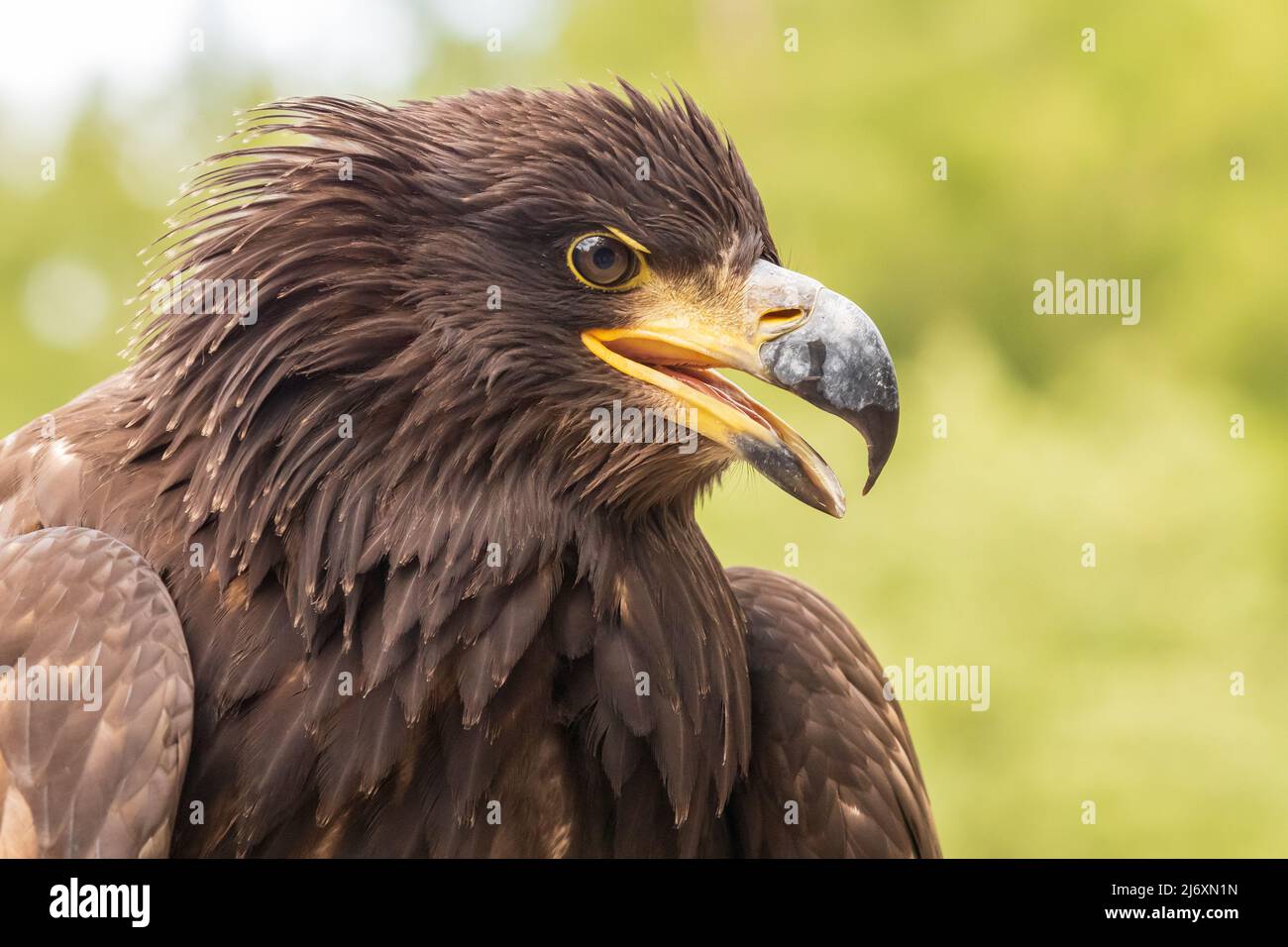 Portrait of a young bald eagle with an open beak Stock Photo - Alamy