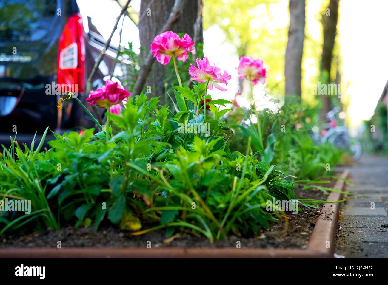 Tiny city gardens around the foot of a tree. Tree trunk garden on ...