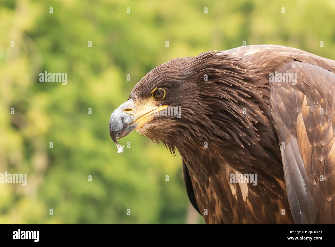 Eagle fish america hi-res stock photography and images - Alamy