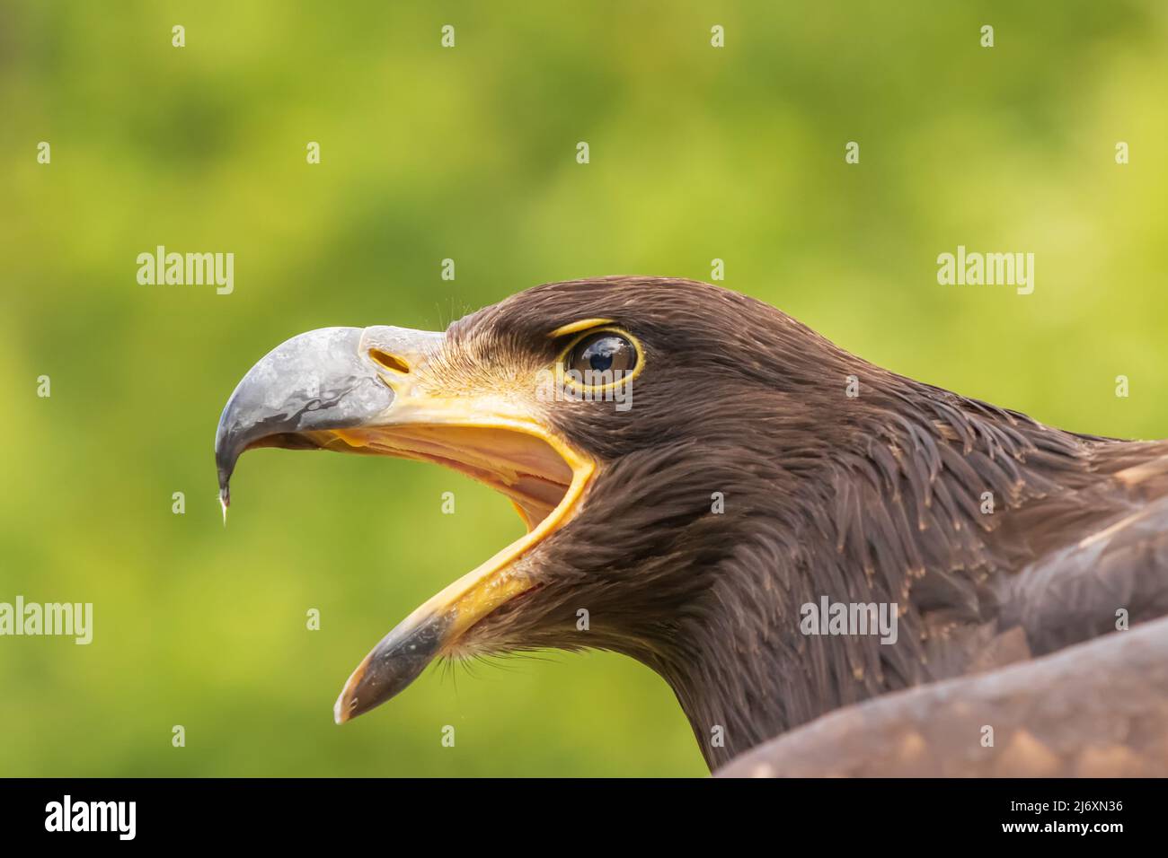 Portrait of a young bald eagle with an open beak Stock Photo - Alamy