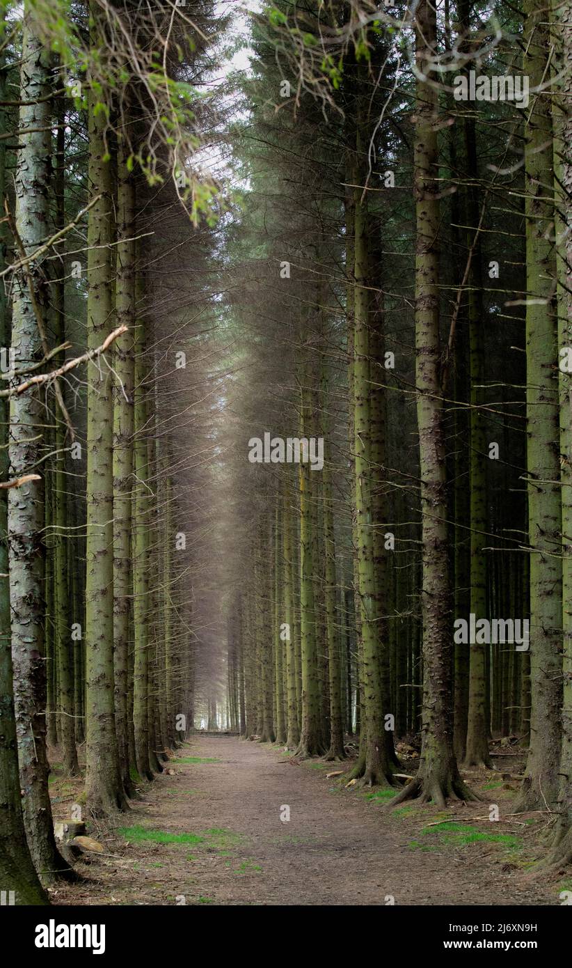 Path in the pine forest hi-res stock photography and images - Alamy