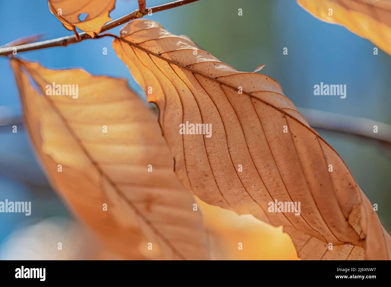 Marcescent Leaves on American Beech, Fagus grandifolia, tree in April ...