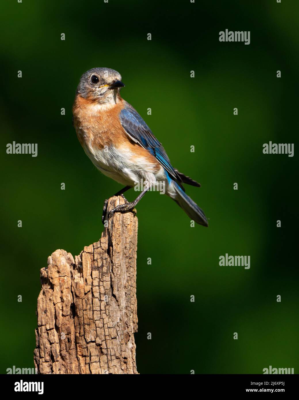 North eastern blue bird hi-res stock photography and images - Alamy