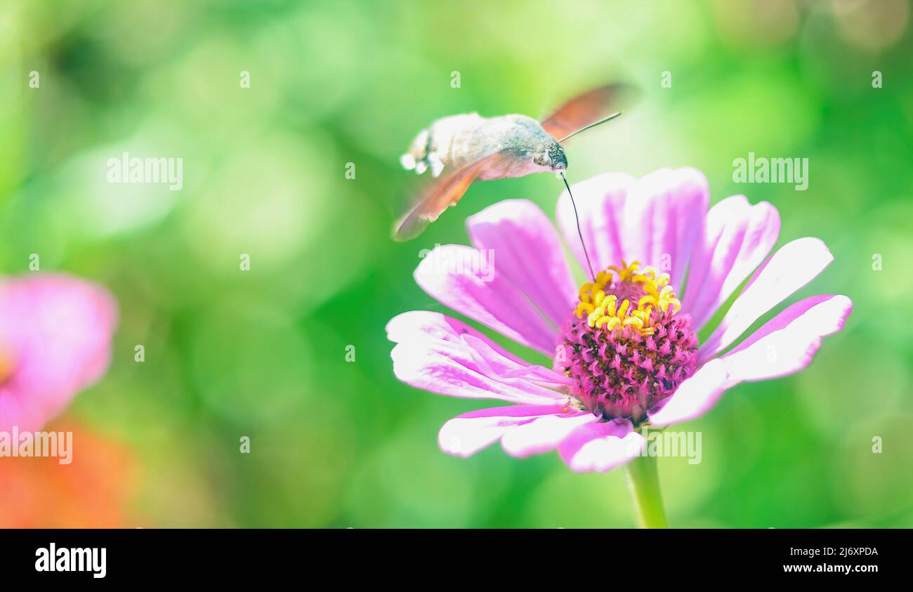 butterfly Hummingbird Hawk-Moth on a flower Stock Photo - Alamy