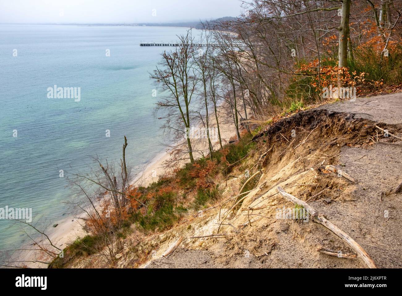 Subsiding slope of Klif Orlowski Cliff - loess steep shore undermined ...