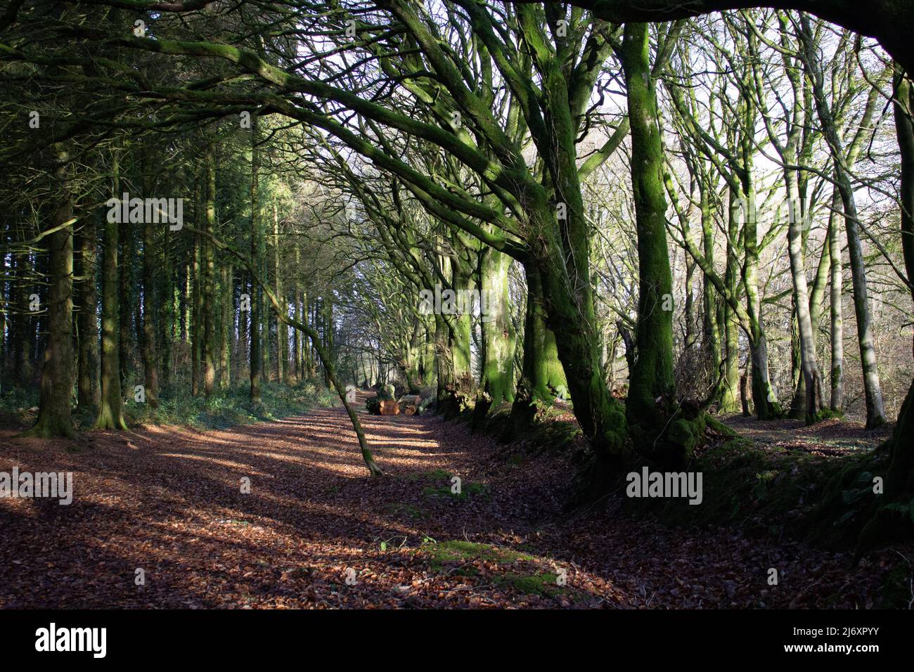 forest path with beech and pine trees Stock Photo - Alamy