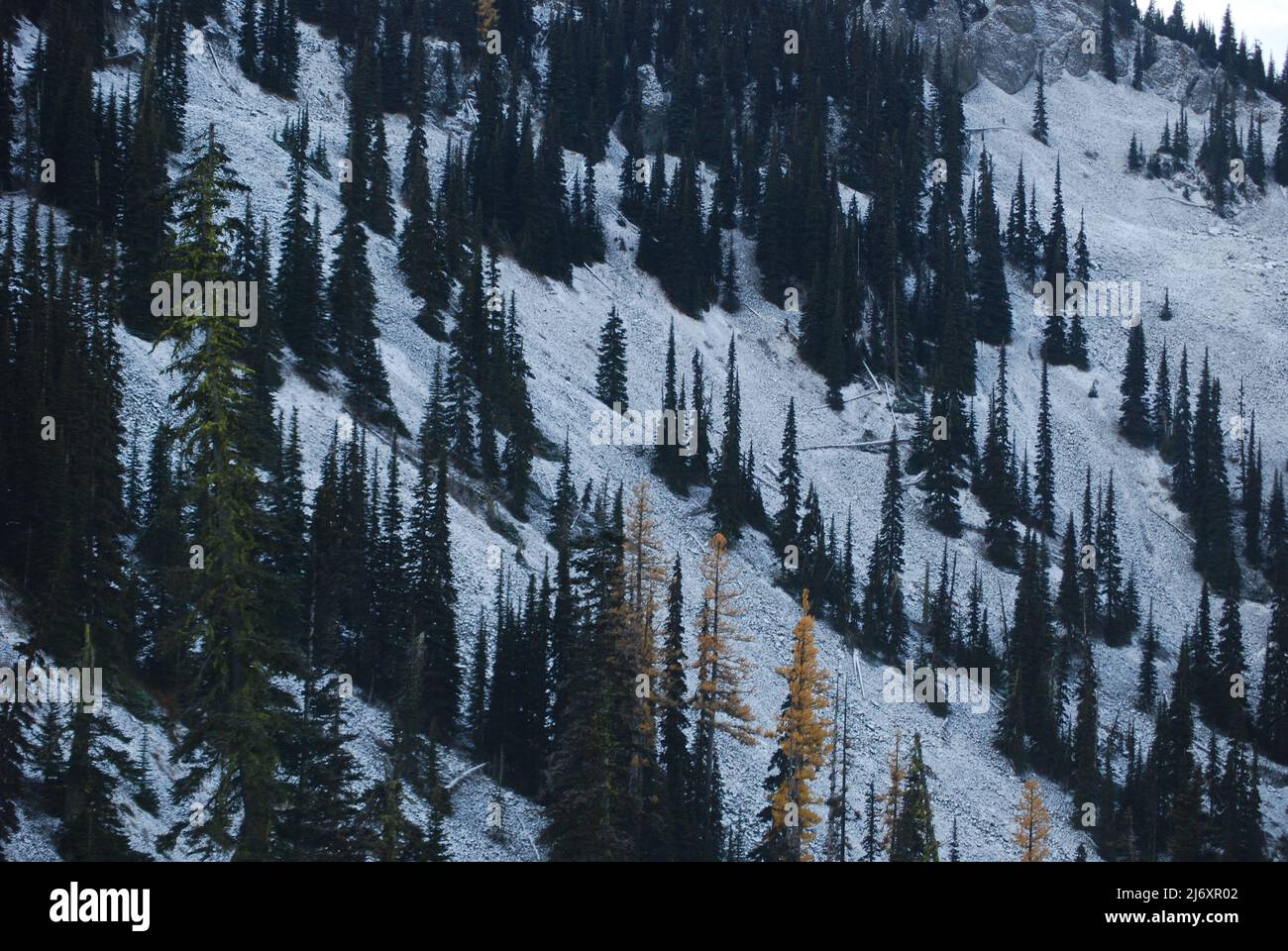 Winter Mountainside in the Cascades Stock Photo - Alamy