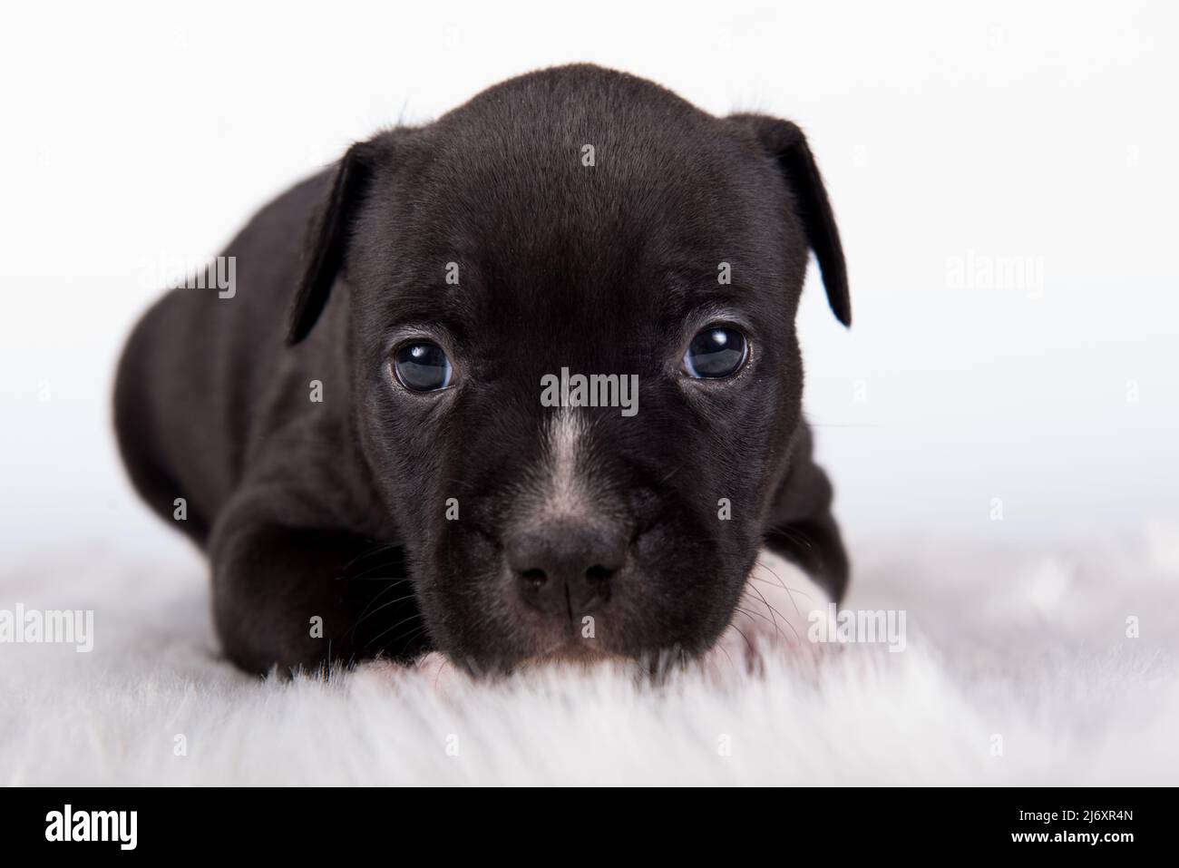 Black and white American Staffordshire Terrier dog or AmStaff puppy on ...