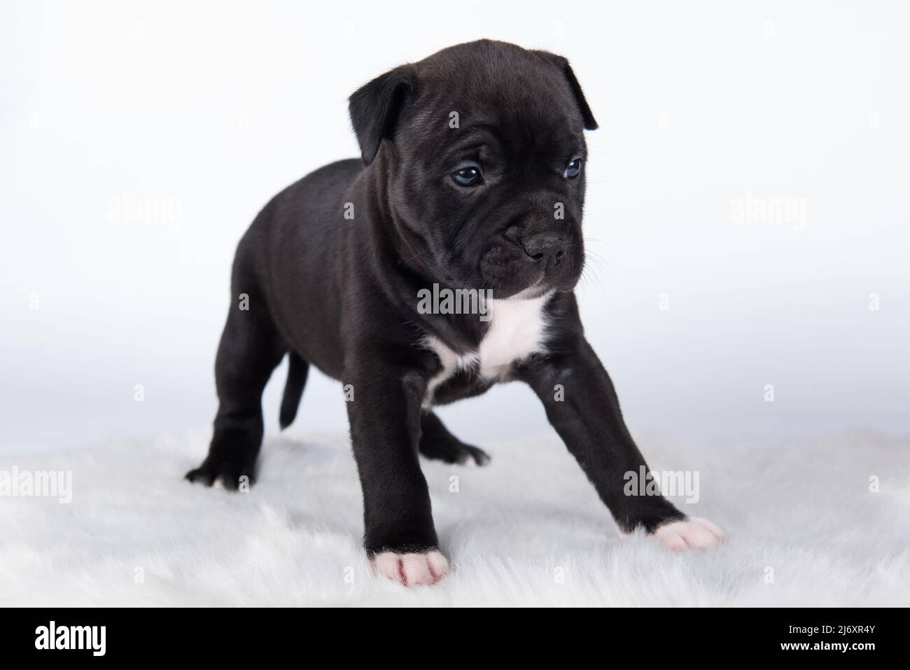 Black and white American Staffordshire Terrier dog or AmStaff puppy on ...