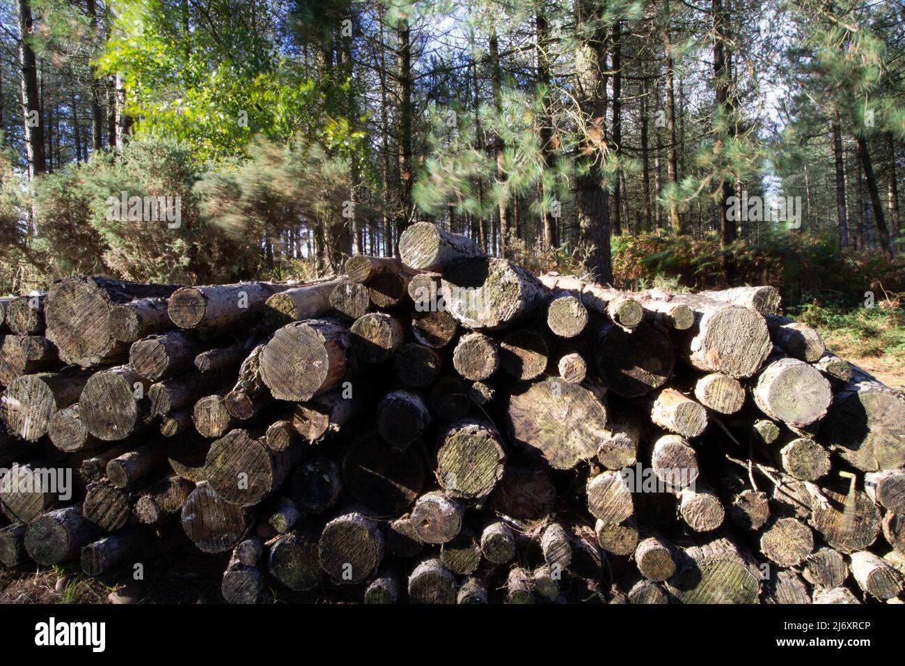 pile of cut logs with pine trees in the background Stock Photo - Alamy
