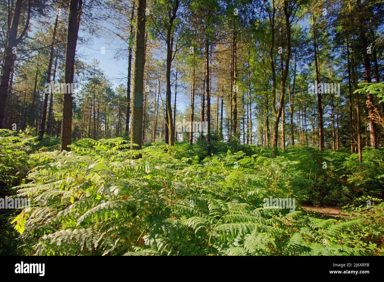 Spring ferns on forest floor hi-res stock photography and images - Alamy