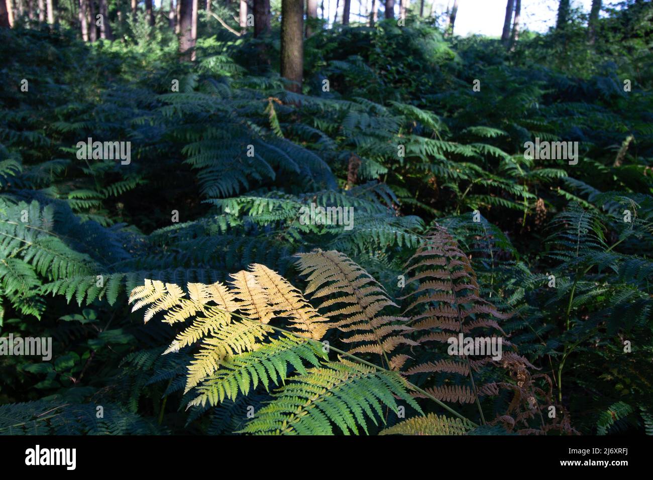 pine trees with gold ferns on the forest floor with sunlight and ...