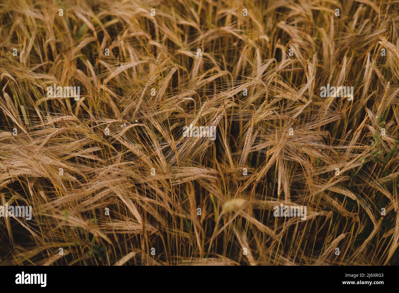 Growing texture hi-res stock photography and images - Alamy