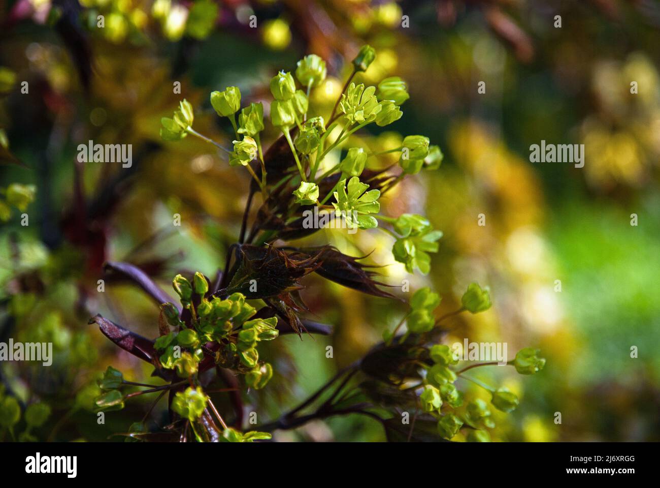 Blossoming maple tree hi-res stock photography and images - Alamy
