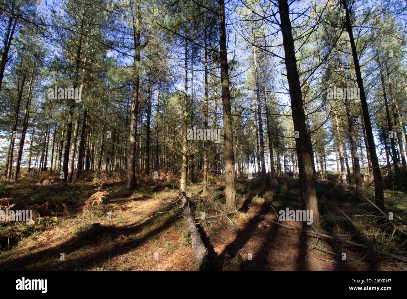 Woodland vegetation hi-res stock photography and images - Alamy