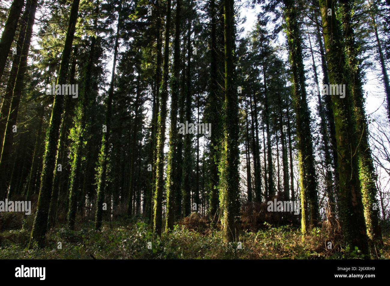 Light filtered through trees hi-res stock photography and images - Alamy