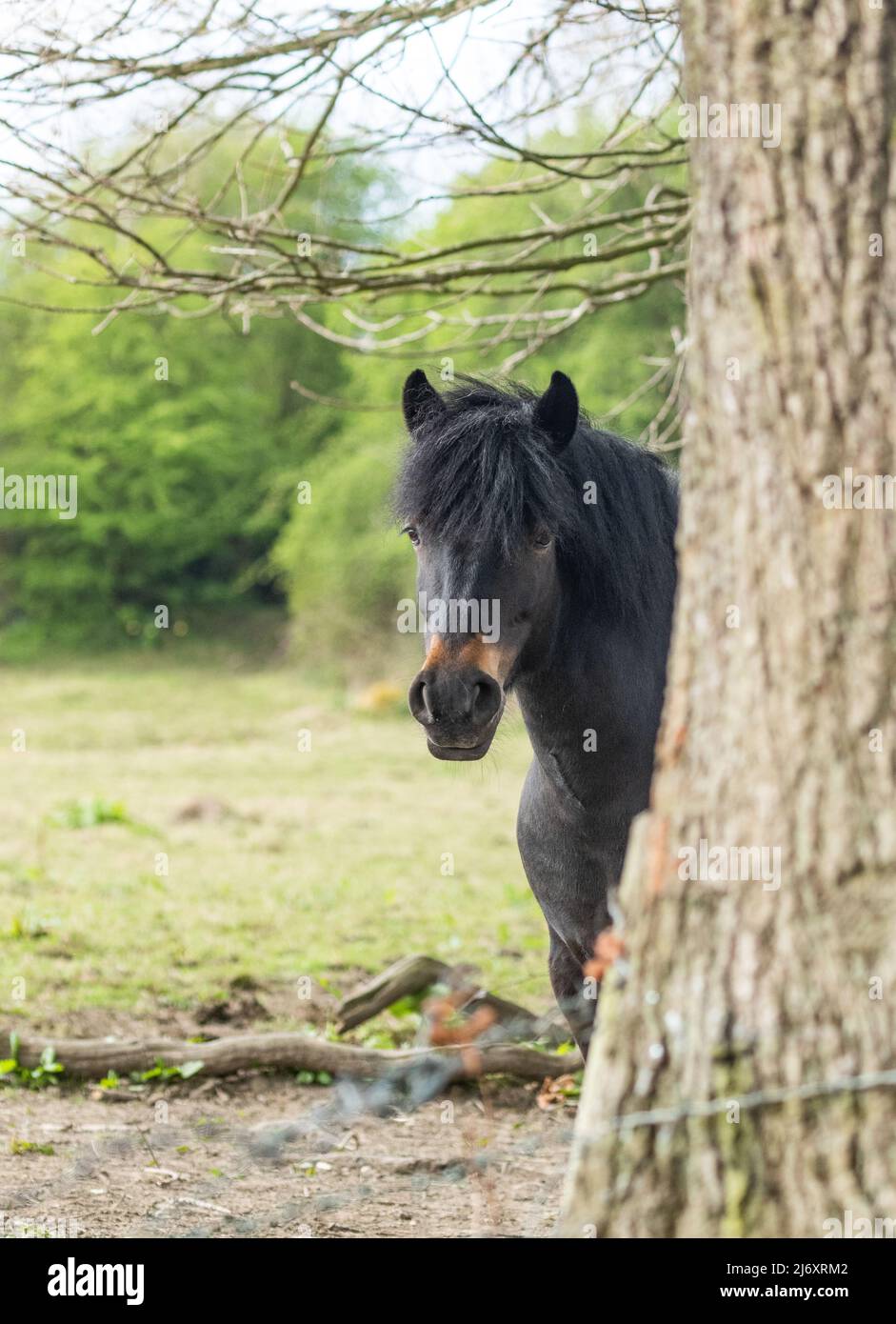A dark brown pony looking around a tree trunk in Yorkshire, England ...