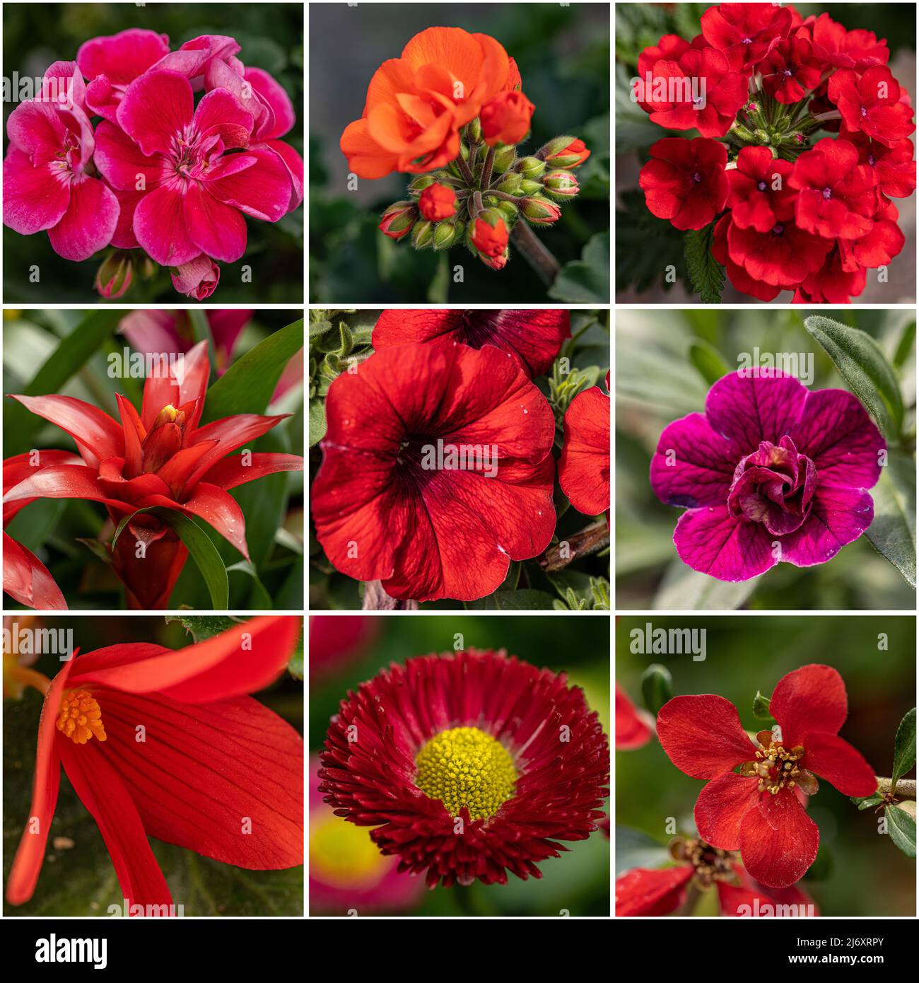 Red flowers collage, fresh spring flowers collection Stock Photo - Alamy