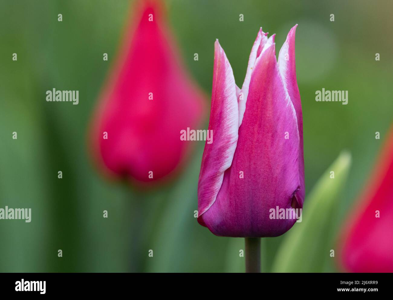 Ballade tulip lily hi-res stock photography and images - Alamy