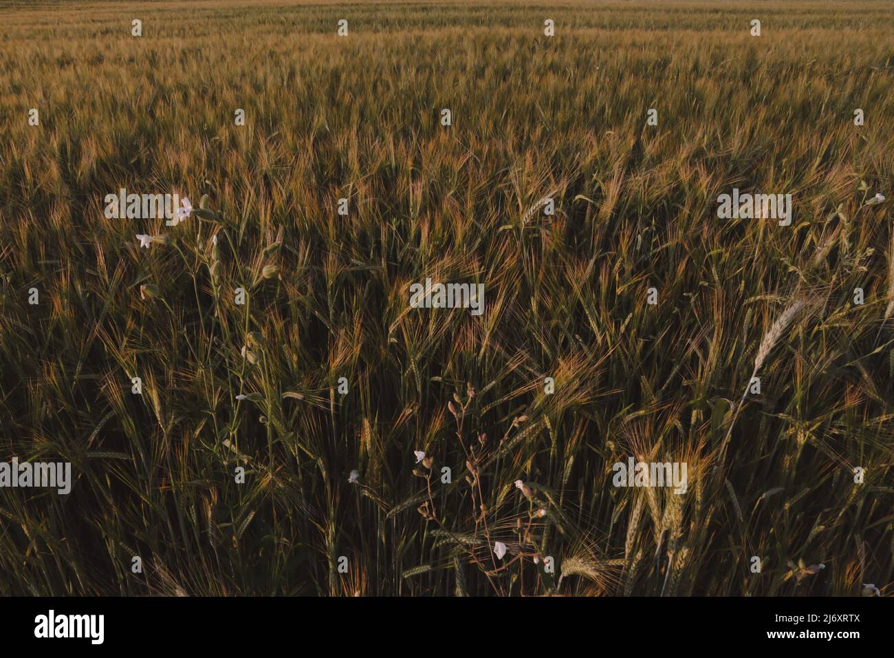 Growing texture hi-res stock photography and images - Alamy