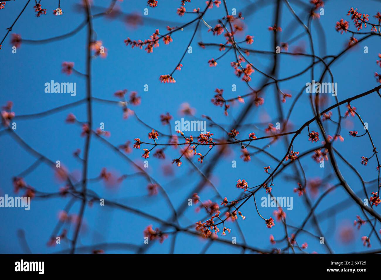 Red Maple, Acer rubrum, flowers on a tree in central Michigan, USA ...