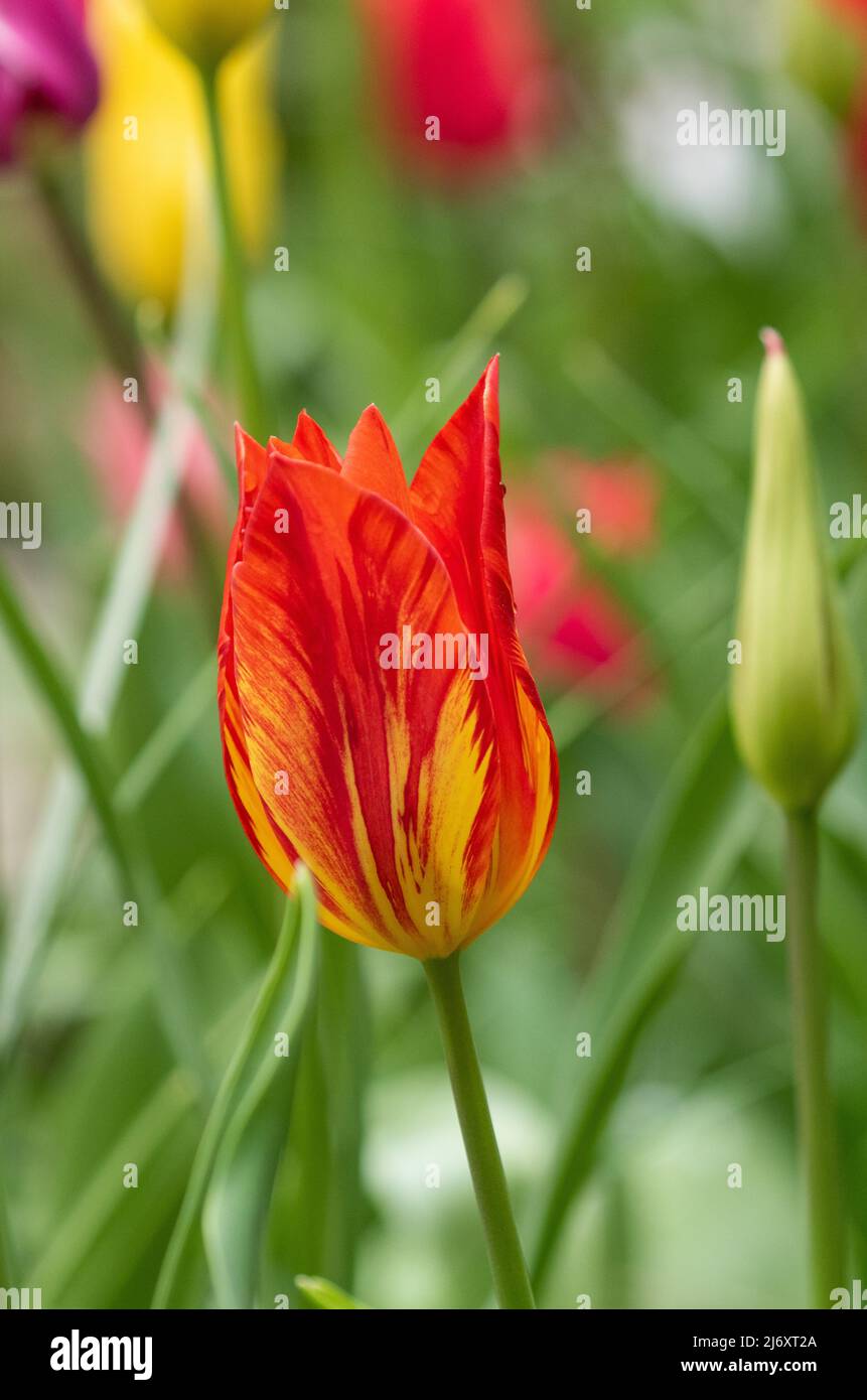 Red lily tulips with yellow stripes. These are tulips infected by a ...