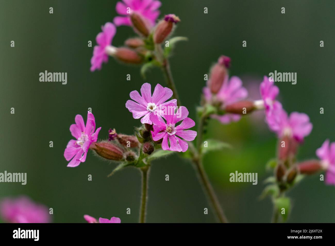 Red Campion flowers with copy space Stock Photo - Alamy
