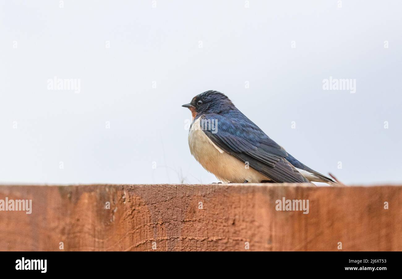 Barn swallow uk side view hi-res stock photography and images - Alamy