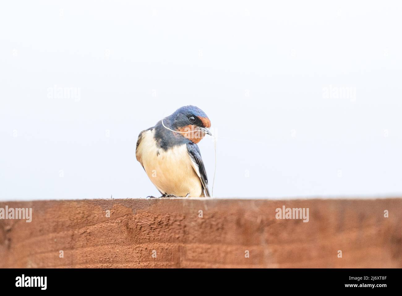 A barn swallow (UK) on a wooden fence holding nesting material in it's ...