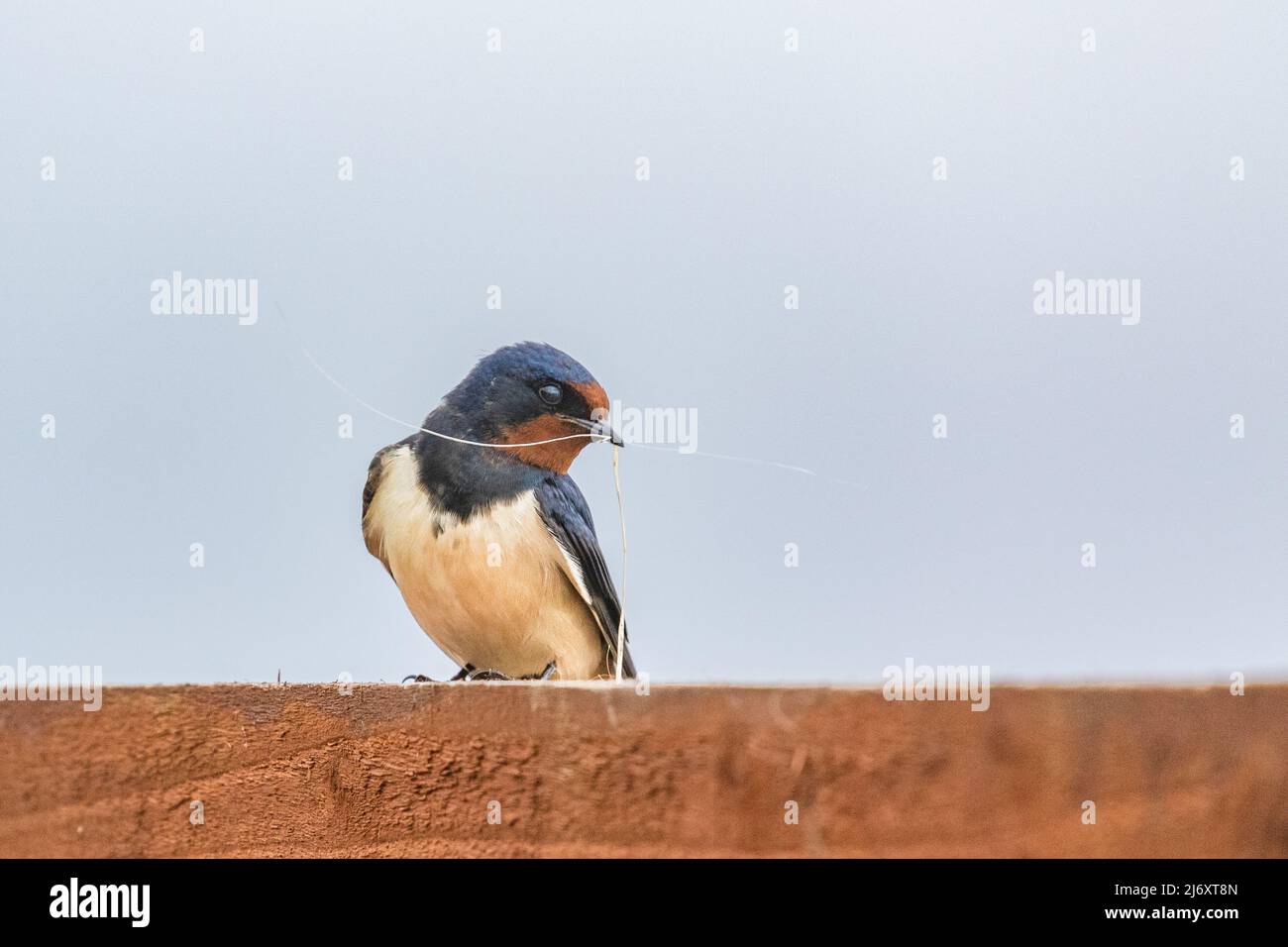 A barn swallow (UK) on a wooden fence holding nesting material in it's ...