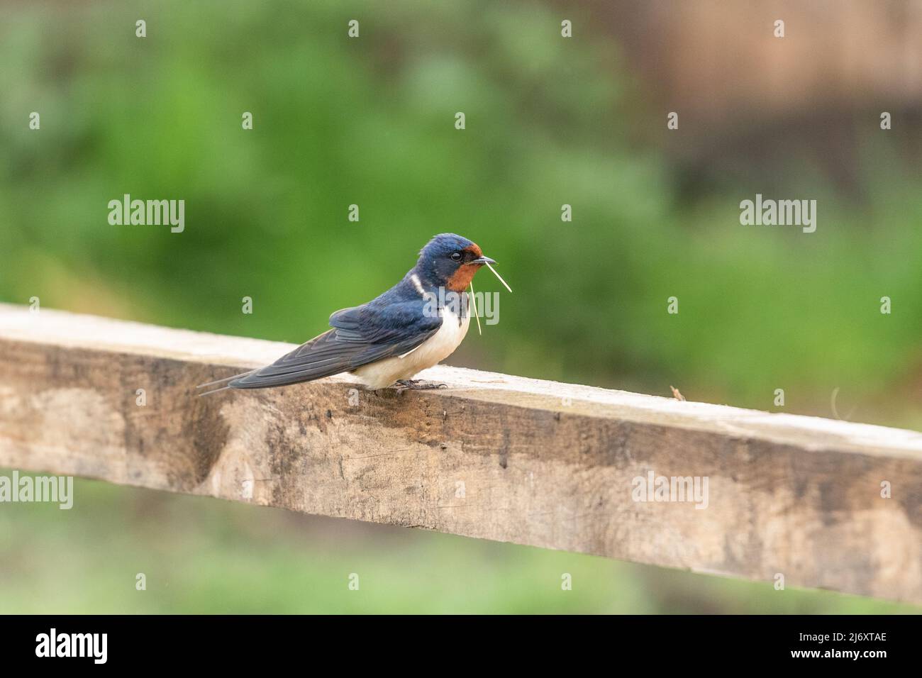 A barn swallow (UK) on a wooden fence holding nesting material in it's ...