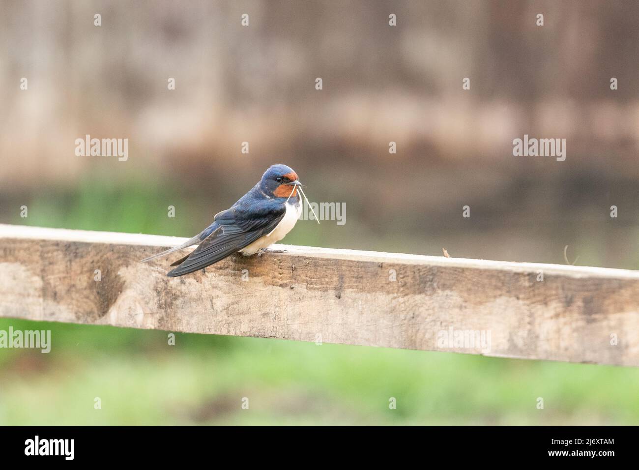 A barn swallow (UK) on a wooden fence holding nesting material in it's ...