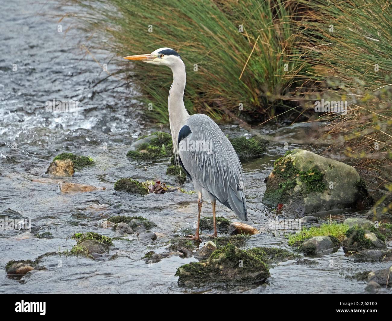 adult Grey Heron (Ardea cinerea) fishing in the Lyvennet River in ...
