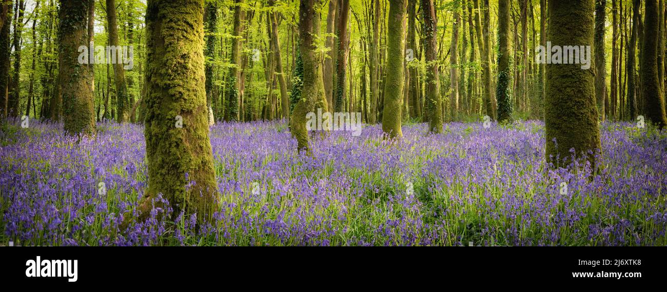 bluebell wood and forest in cornwall england uk Stock Photo - Alamy