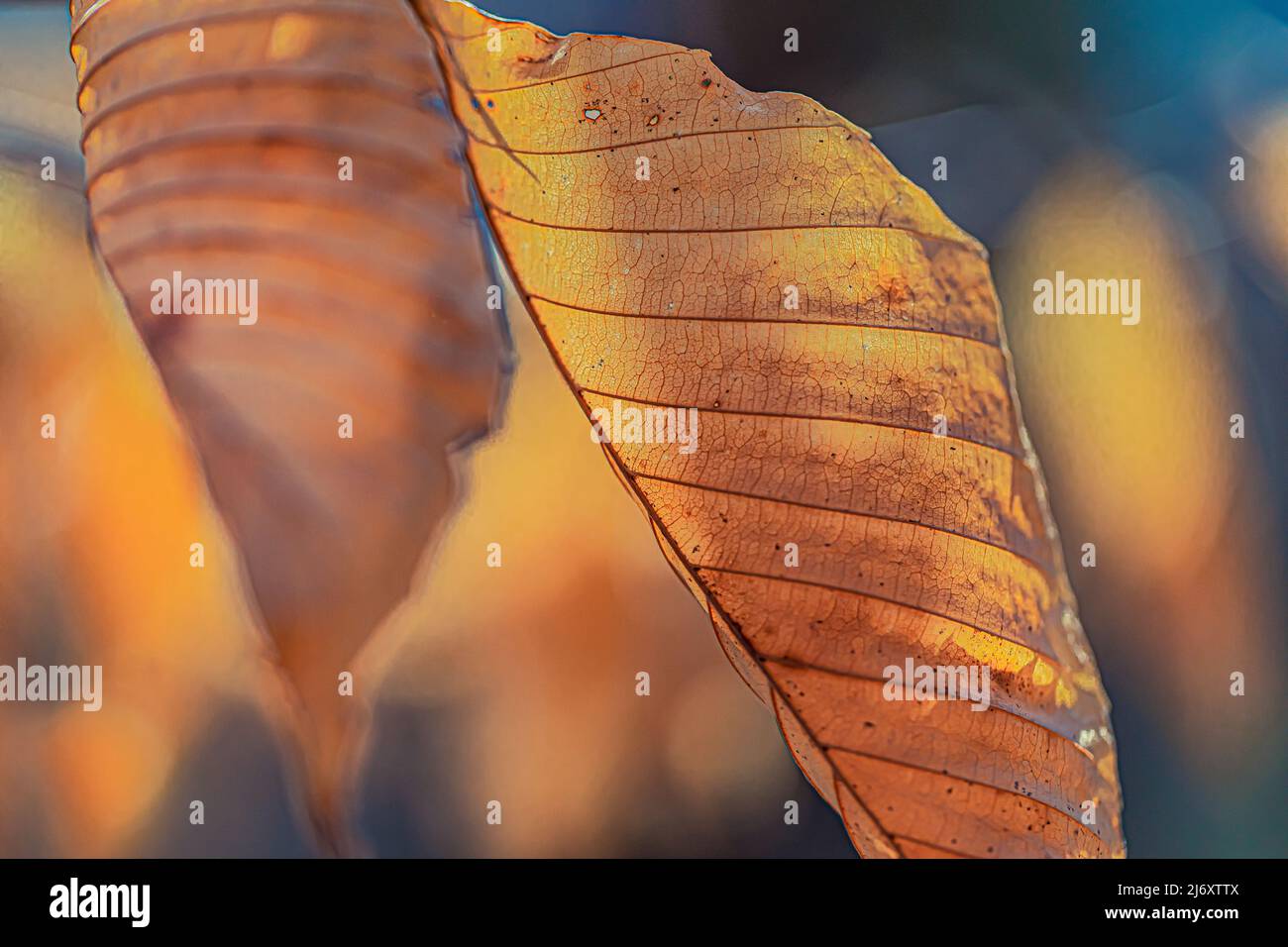Marcescent Leaves on American Beech, Fagus grandifolia, tree in April ...