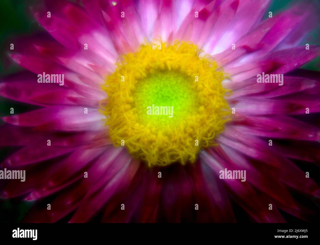 Mohave purple red strawflower hi-res stock photography and images - Alamy