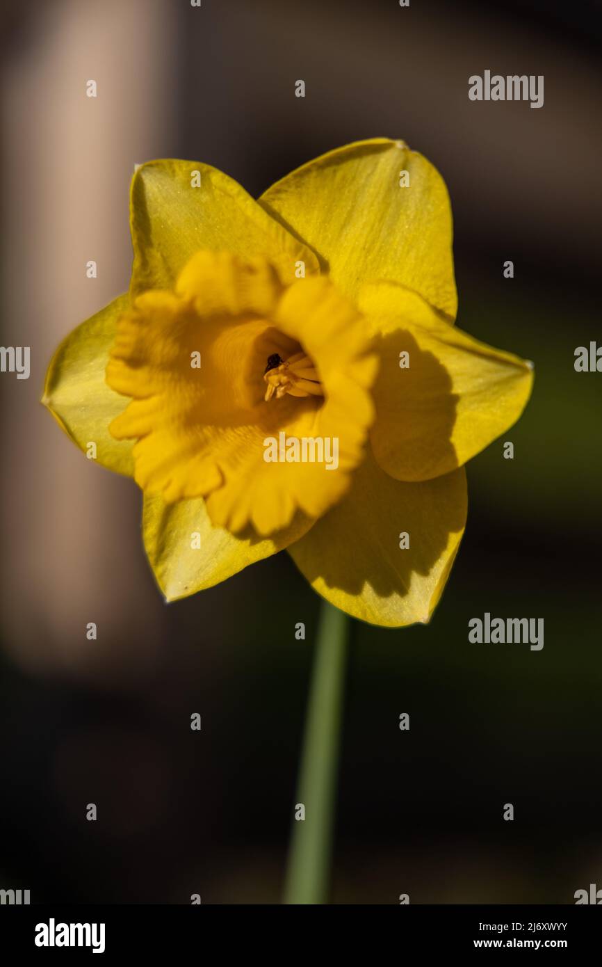 Daffodil, Spring Flowers, Kinlocheil, Fort William, Scottish Highlands ...