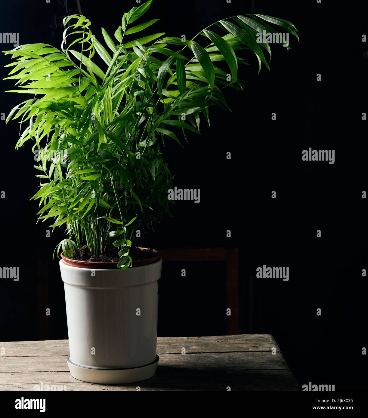 growing palm tree bush in a pot on a black background Stock Photo - Alamy